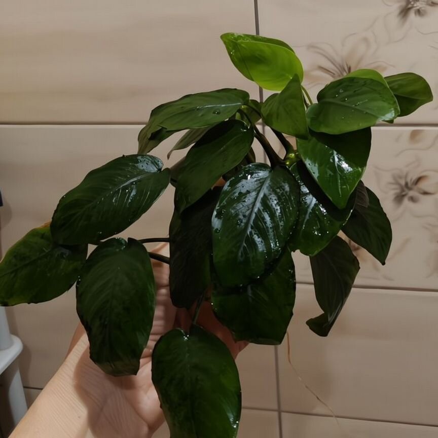 Анубиас аквариумное растение