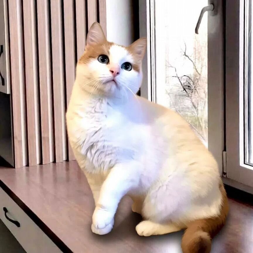 Взрослая, кошка в добрые руки