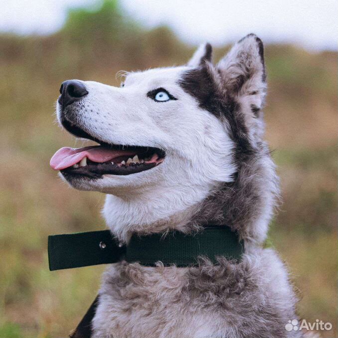 Вязка с чистокровным кобелем породы сибирскийхаски