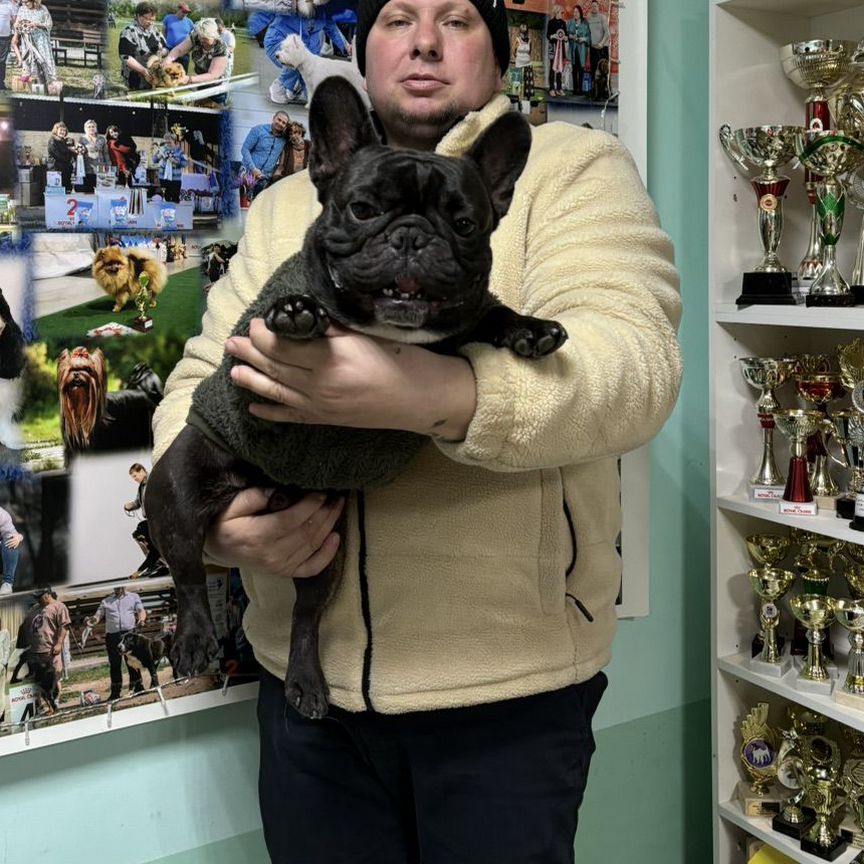 Французский бульдог