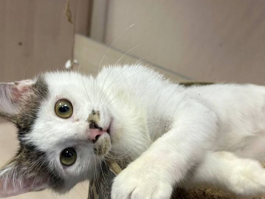 Котенок спасёныш Отличный друг в семью