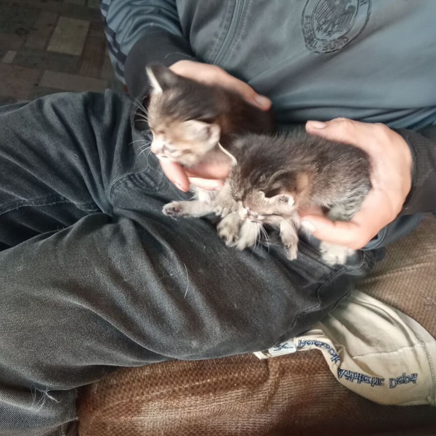 Котята в добрые руки