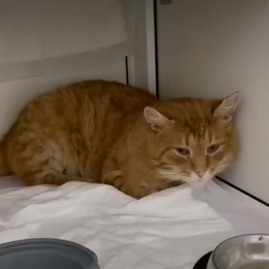 Ласковый рыжий Фома