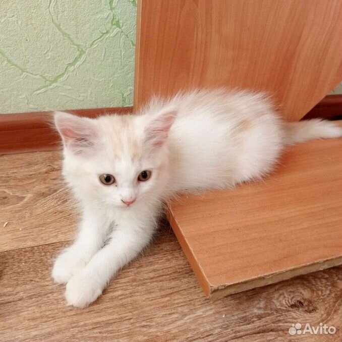 Котята смесь британца и шиншиллы