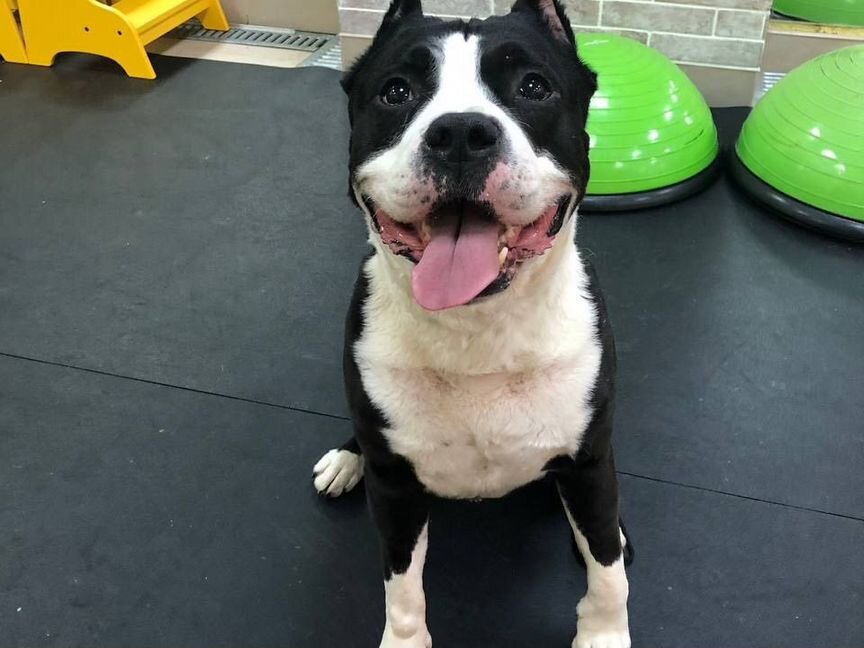 Амерекинский Стаффаршидский терьер для вязок