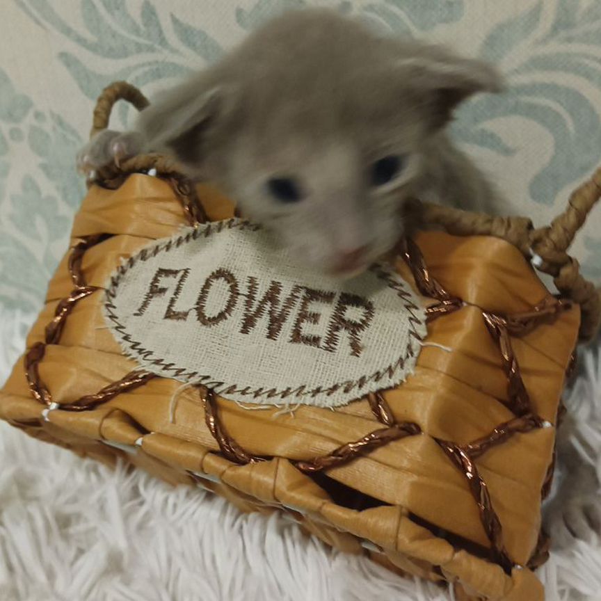 Ориентальные котята