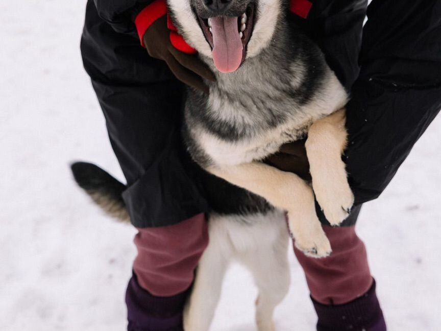 Собака в добрые руки
