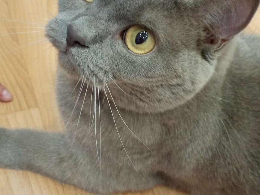 Кот скотиш страйт