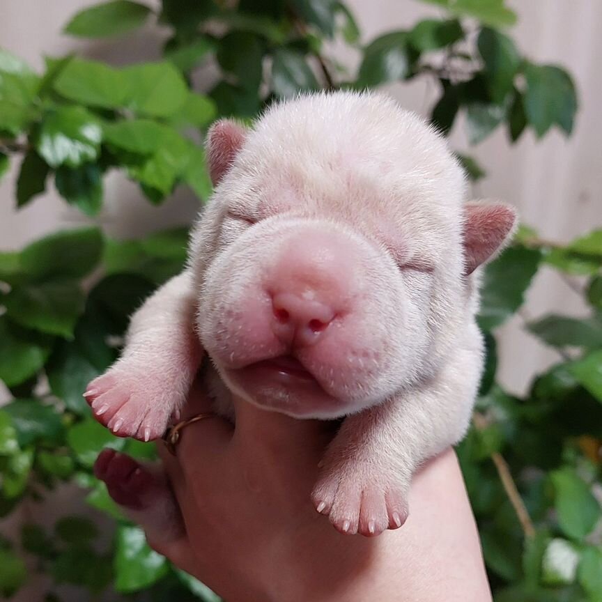 Девочки плюшечки