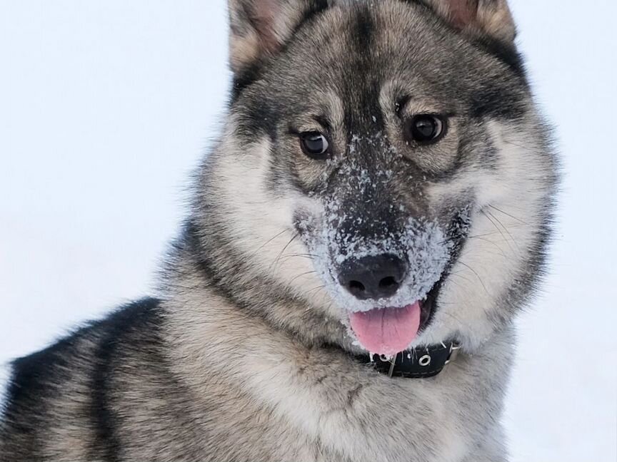 Собаки из приюта: хаски Герда