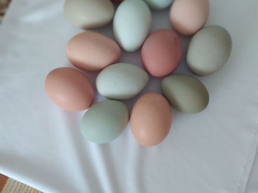 Соберу яица на инкубацию