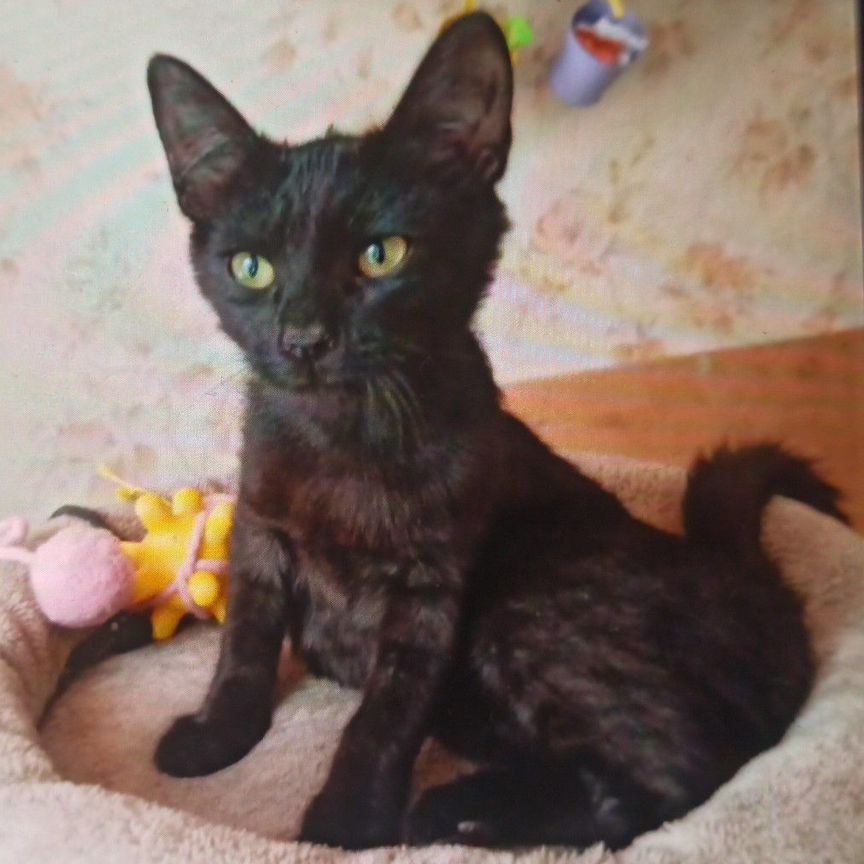 Чёрненький котенок девочка