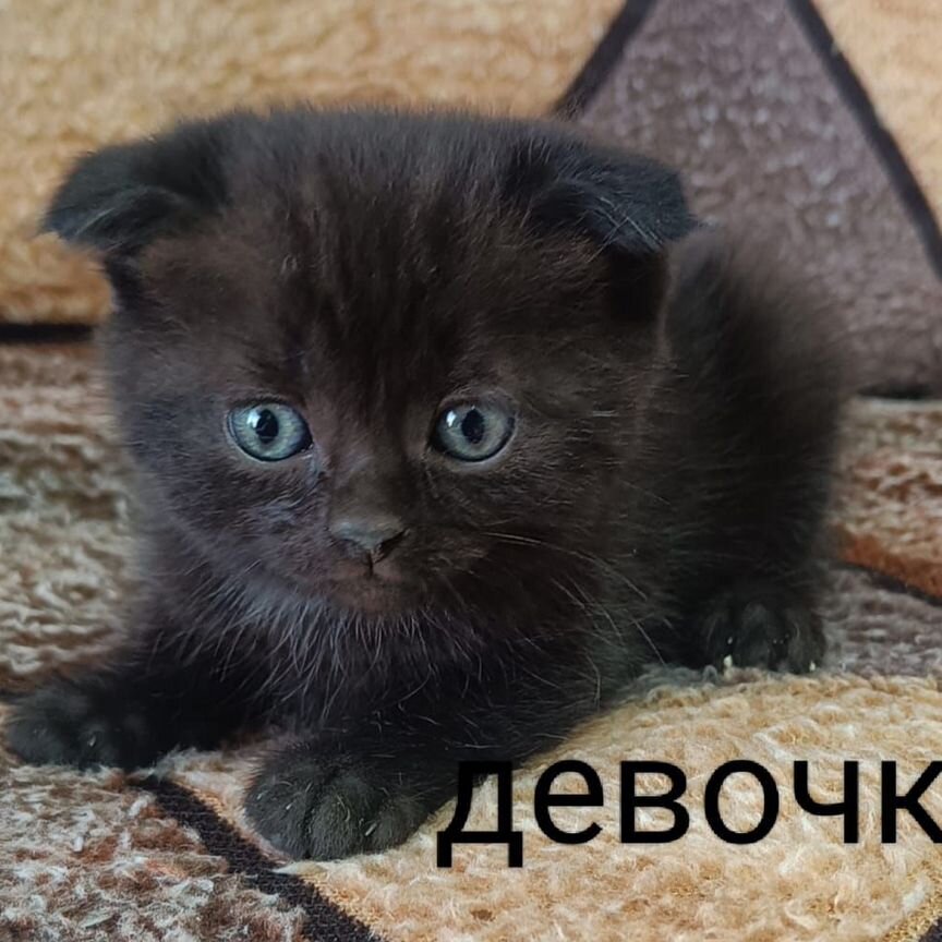Отдам в добрые ручки