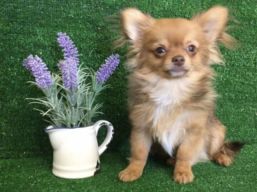 Мальчик малого шпица