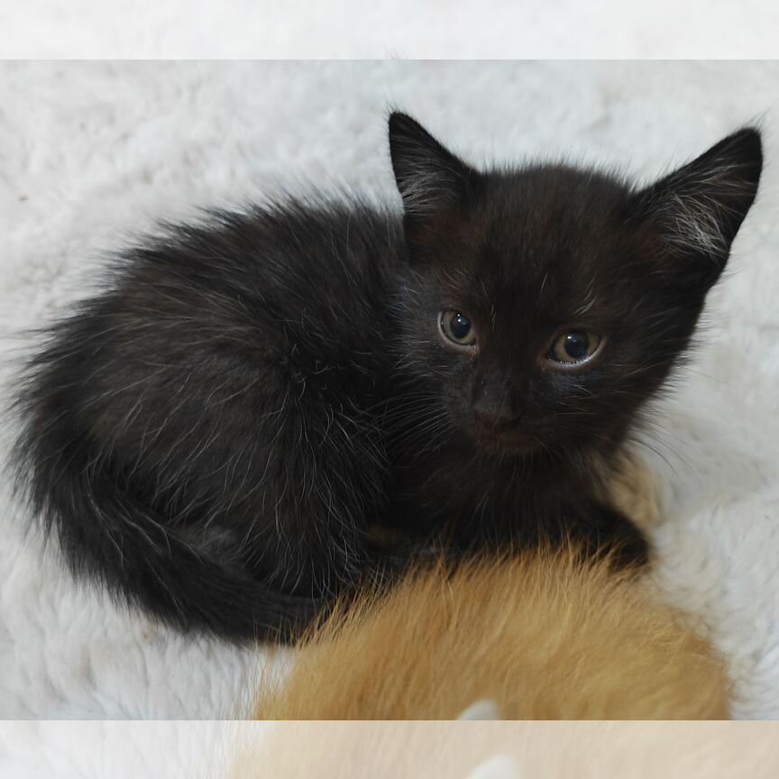 Котёнок в добрые руки