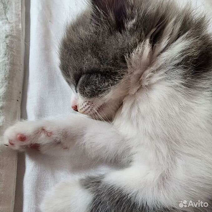 Котята милые волшебные. Пушистые :)