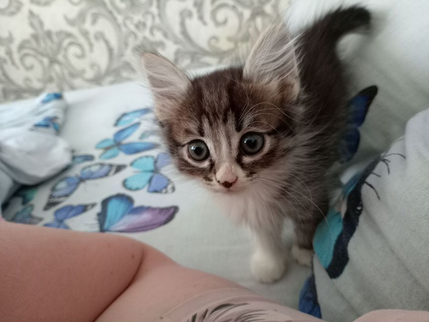 Кошка