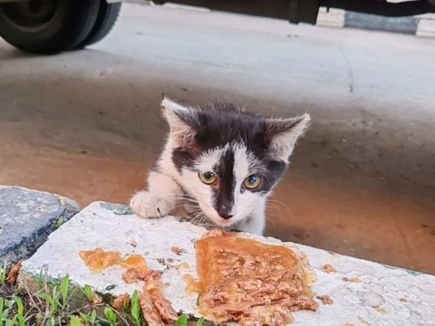 Котенок во дворе. Помогите найти дом