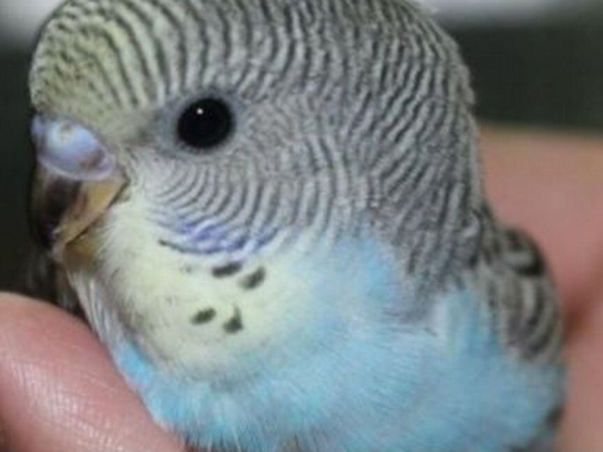 Птинцы волнистых попугаев