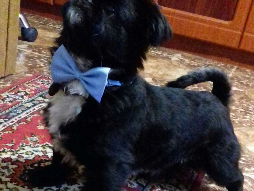 Вязка животных