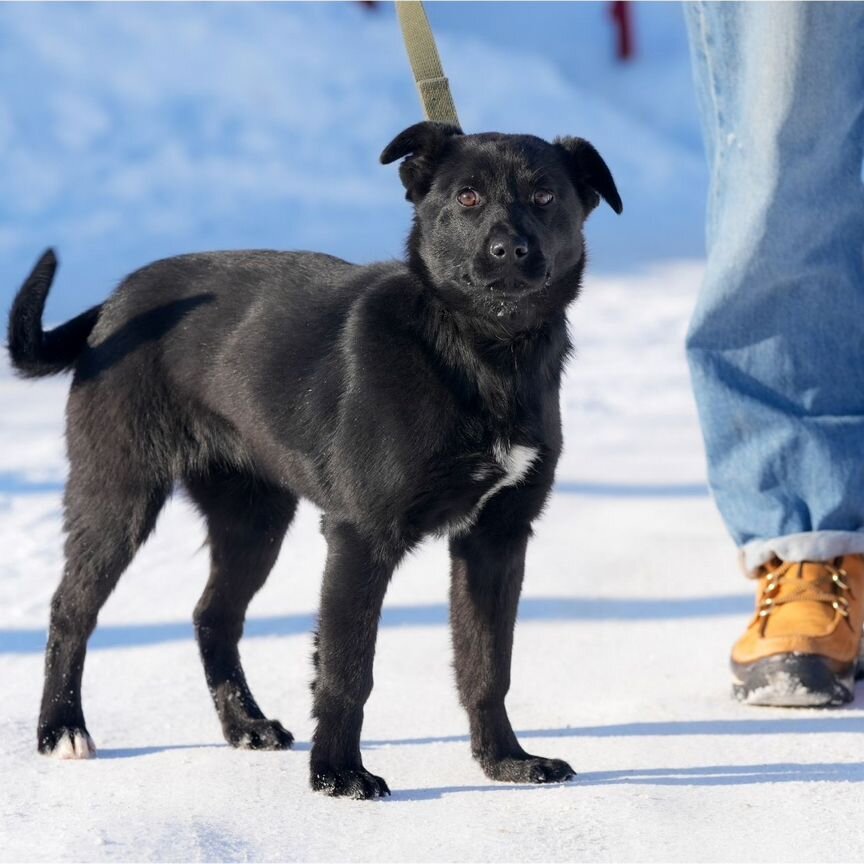 Щенок в добрые руки