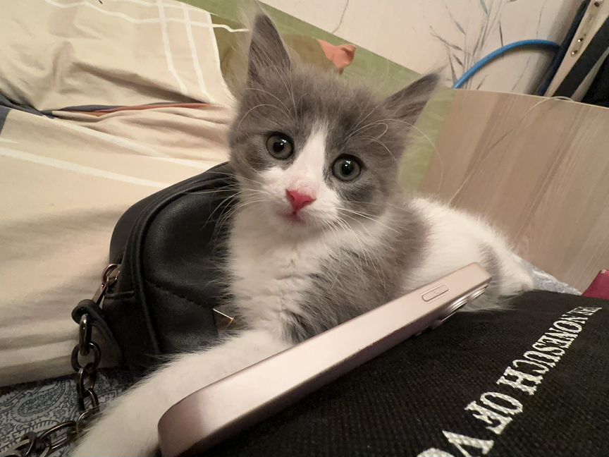 Кот