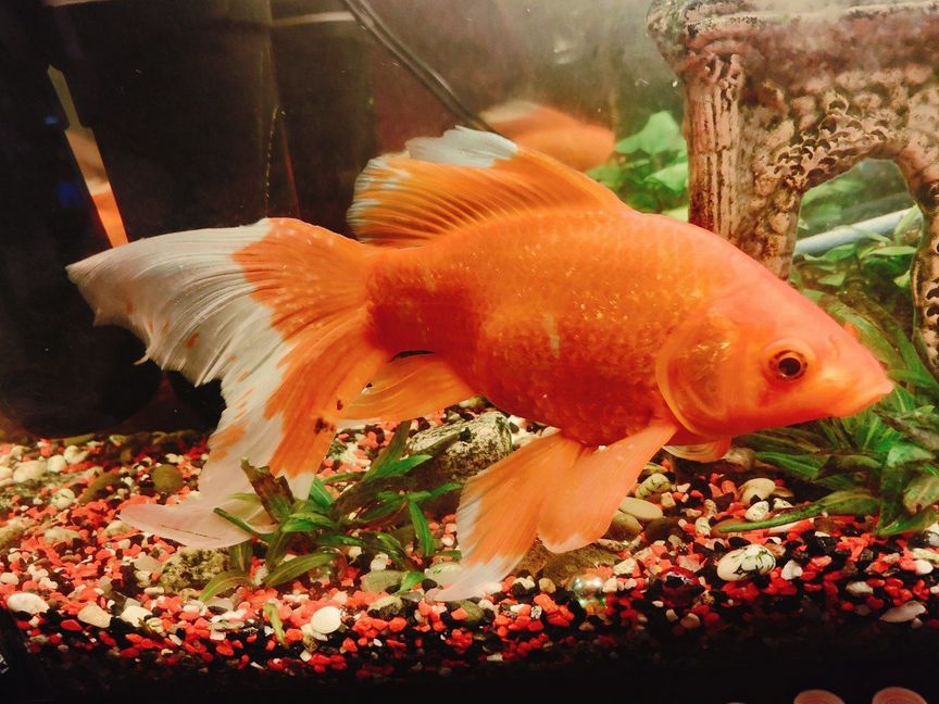 Чёрная комета. Золотая рыбка