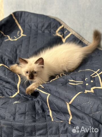 Невская маскарадная котята