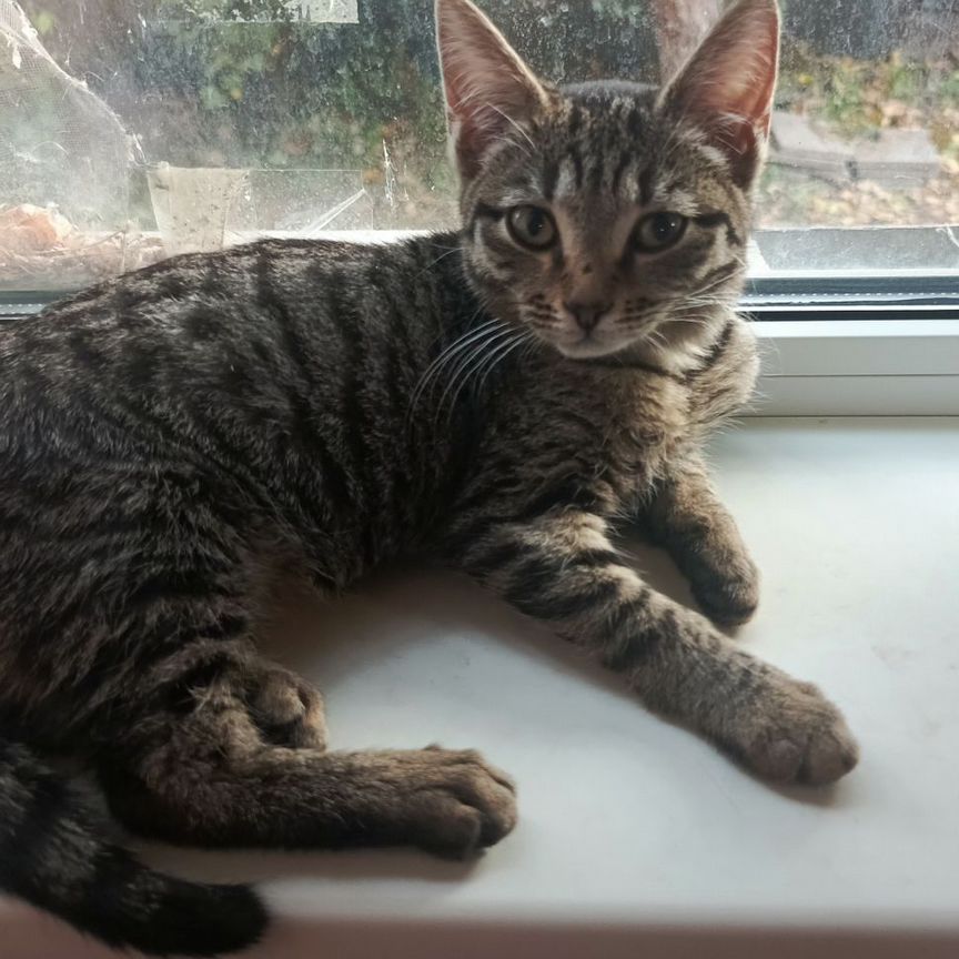 Отдам бесплатно пушистиков в добрые руки