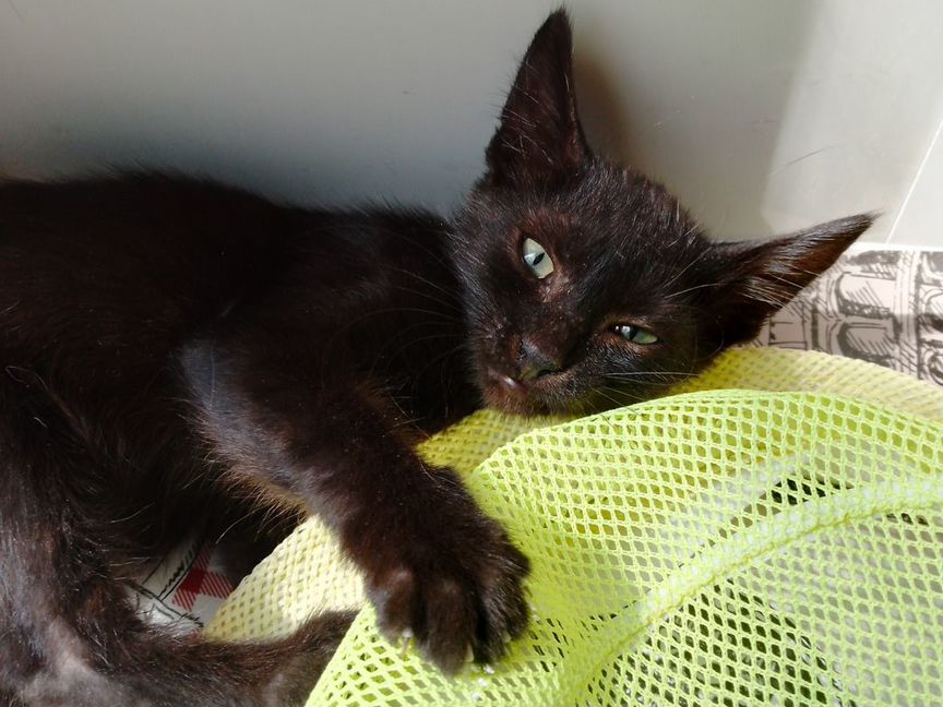 Котик в добрые руки