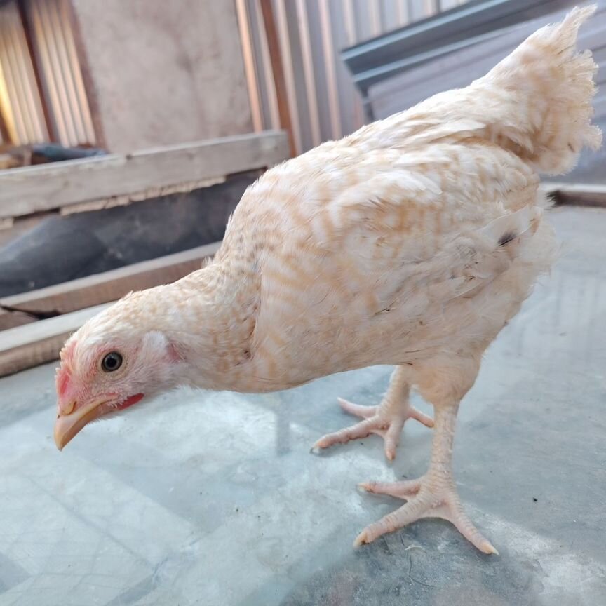 Продам цыплят