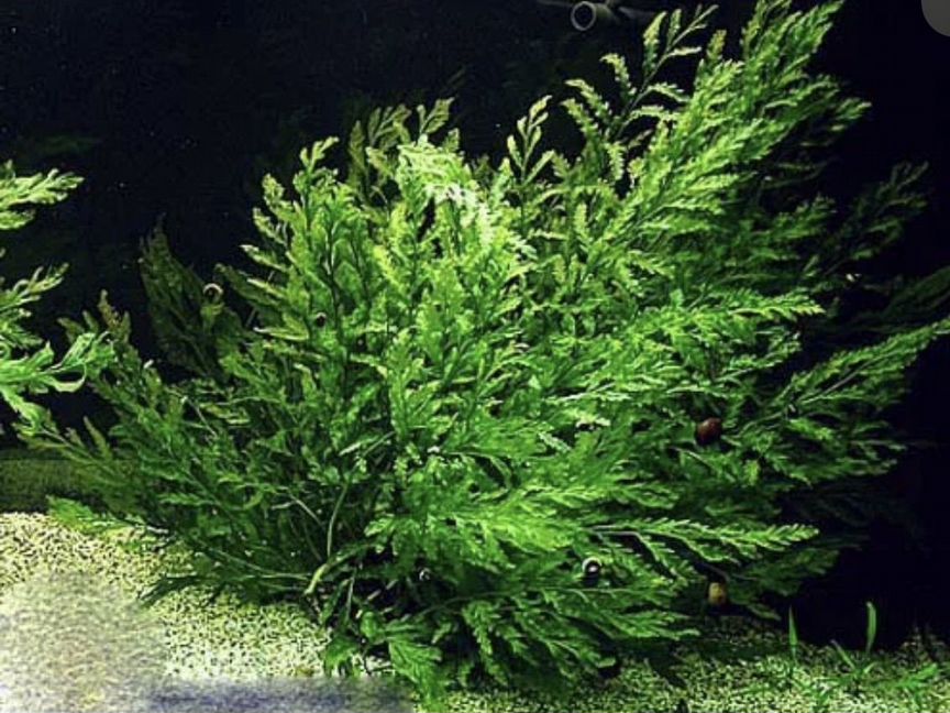 Мох болбитис аквариумный