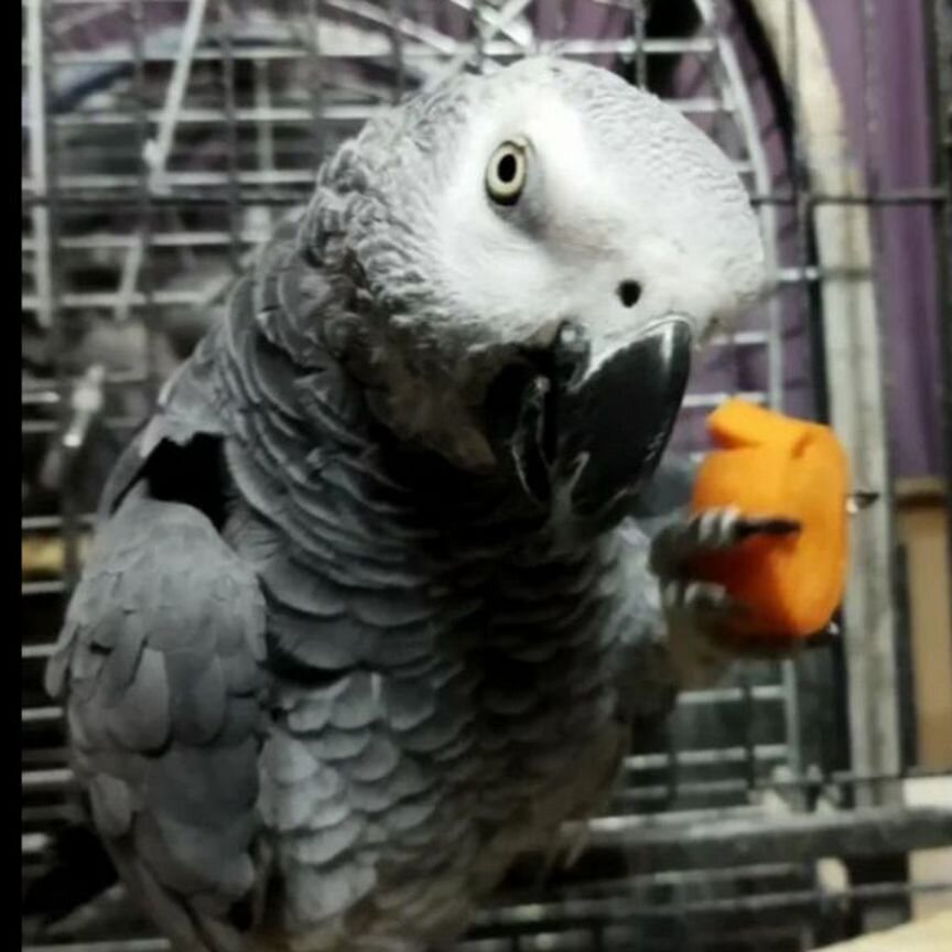 Большой попугай