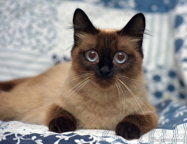 Сиамская кошечка осталась без дома