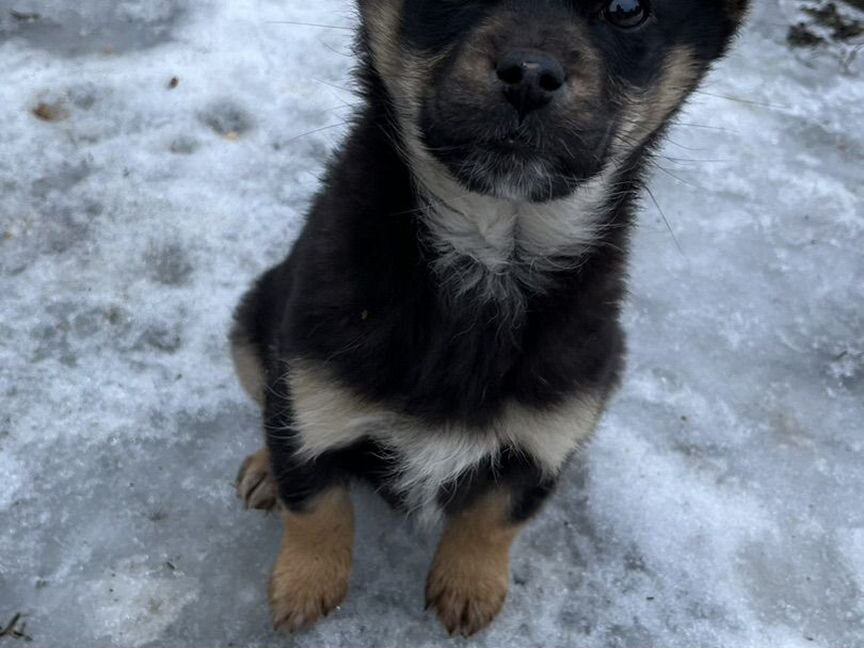 Щенки дворняжки