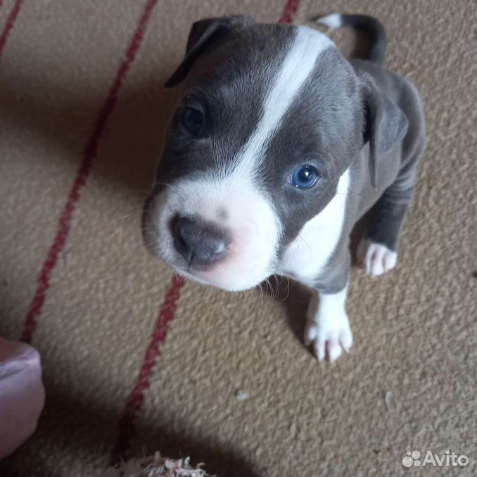 Стафф (мальчик)