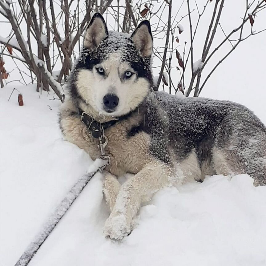 Хаски в добрые руки