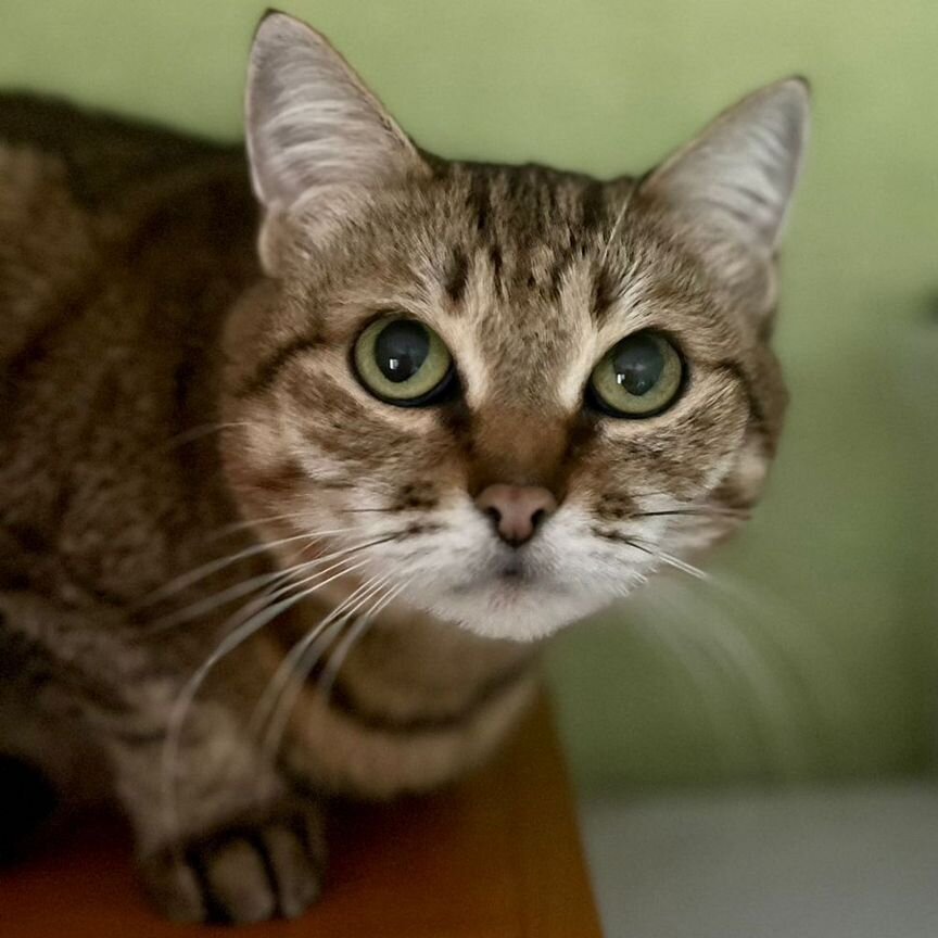 Кошка мышеловка стерилизована 5 лет