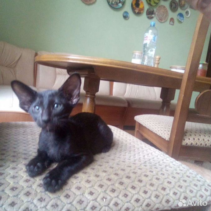 Котята ориентальной породы
