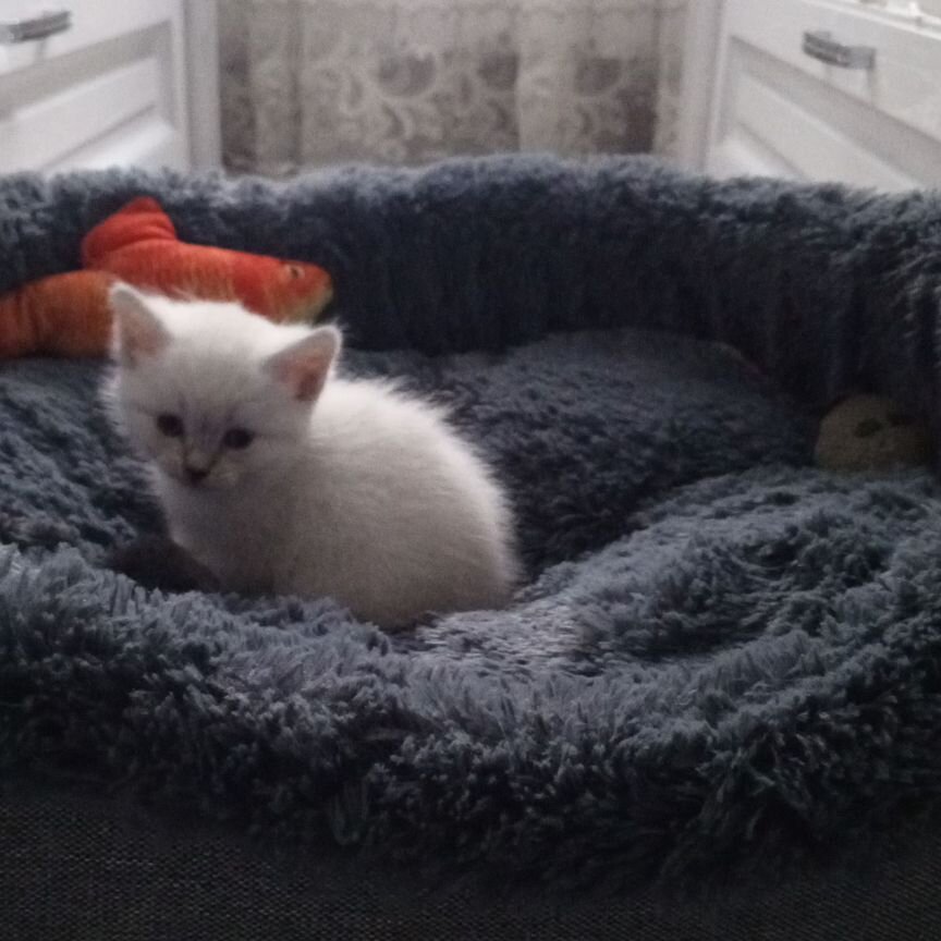 Котёнок