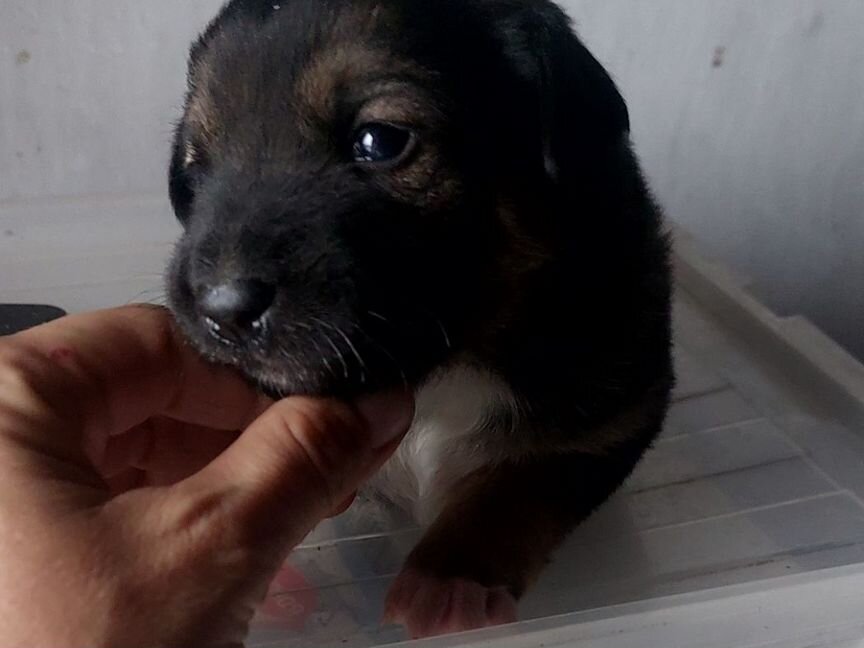 Малышка щенок ищет дом