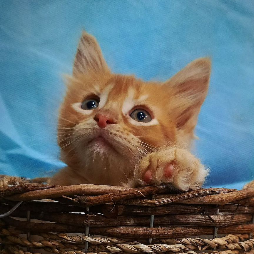 Мейн-кун котёнок