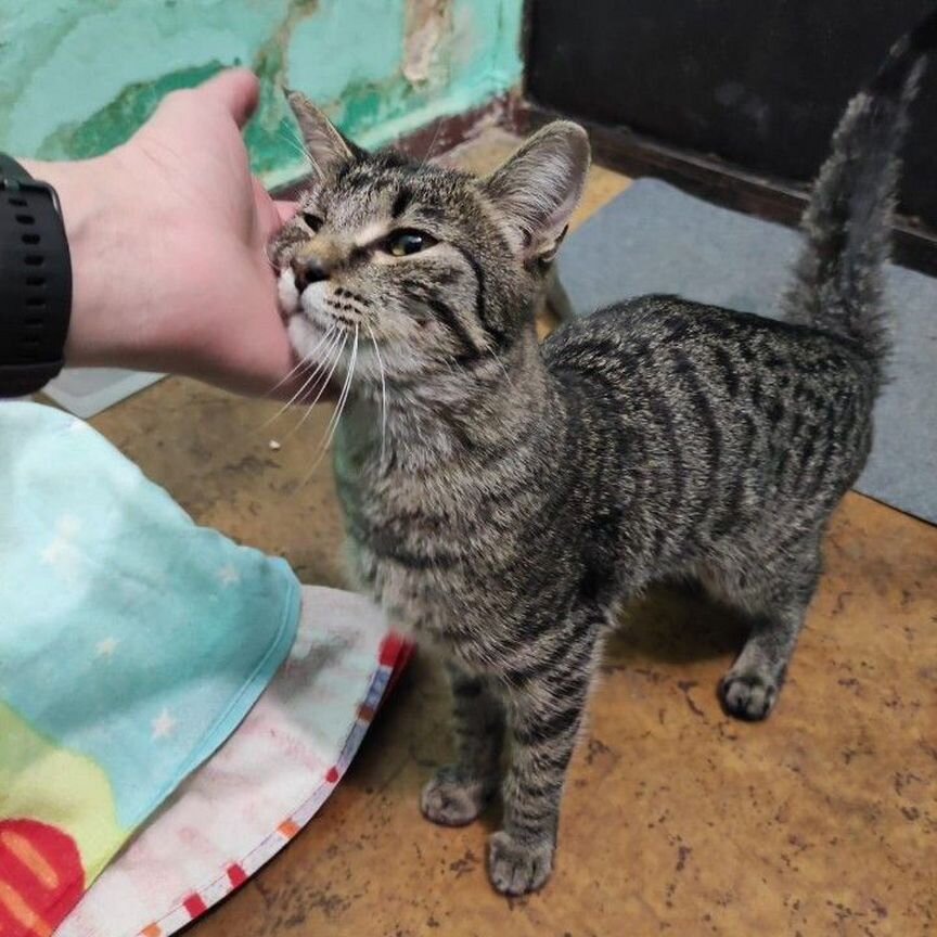 Кошка ищет дом