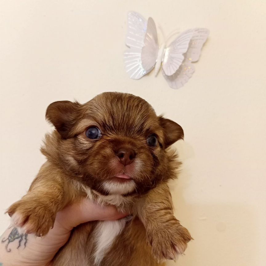 Карамелька