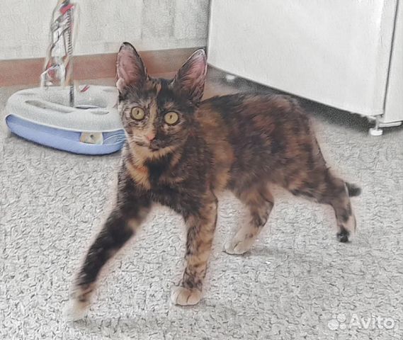 Маргоша ищет маму