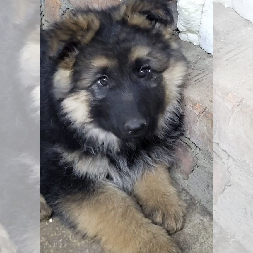 Немецкая овчарка, щенок