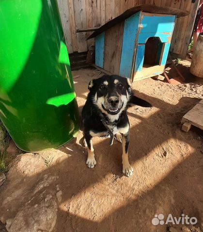 Красавица Жуля ищет добрые заботливые руки