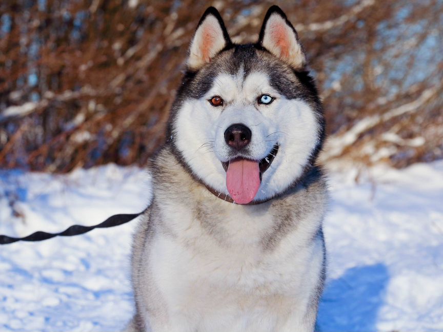 Разноглазый красавец Таллин ищет Дом
