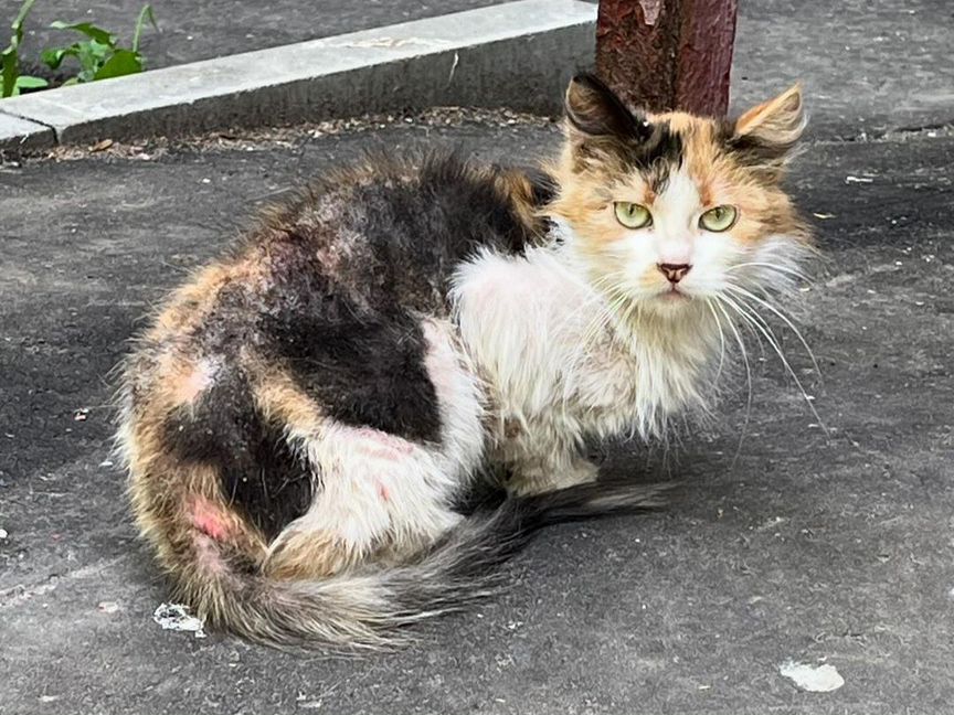 Несчастной Есении нужен дом