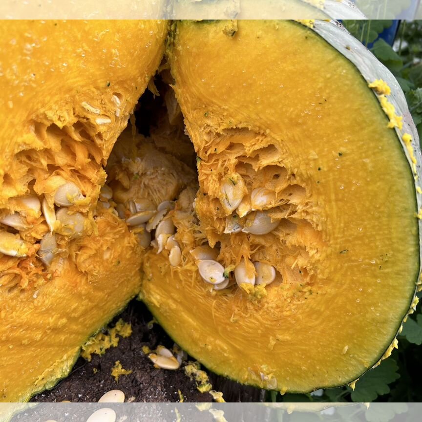 Тыква на еду и на корм скоту